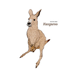 Australia animals collection of brown kangaroo Vector Image