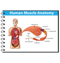 Cartoon human body parts composition Royalty Free Vector