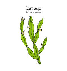 Carqueja baccharis trimera medicinal plant Vector Image