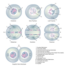 Mitosis Royalty Free Vector Image - VectorStock