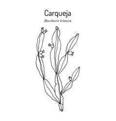 Carqueja baccharis trimera medicinal plant Vector Image