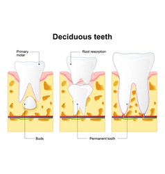Deciduous tooth Royalty Free Vector Image - VectorStock