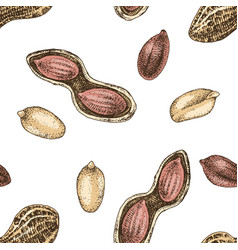Peanuts in shell with open half peeled kernels Vector Image
