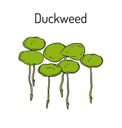 Duckweed lemna minor water plant Royalty Free Vector Image