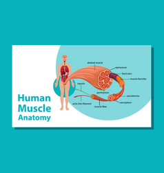Cartoon human body parts composition Royalty Free Vector