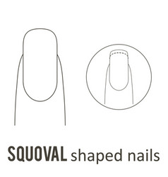 Nail shape squoval Royalty Free Vector Image - VectorStock
