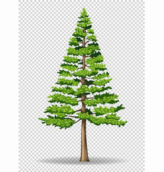 Cactus tree on transparent background Royalty Free Vector