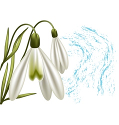 Background with snowdrops Royalty Free Vector Image