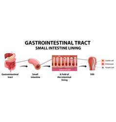 Digesteve system female organism internal build Vector Image
