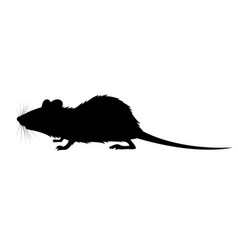 Black silhouette rat mouse wild animal zoo Vector Image