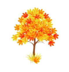 Red maple tree Royalty Free Vector Image - VectorStock