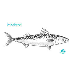 Mackerel seafood fish Royalty Free Vector Image