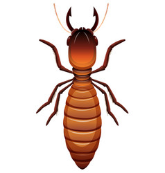 A termite life cycle Royalty Free Vector Image