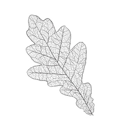 Oak leaf skeleton Royalty Free Vector Image - VectorStock