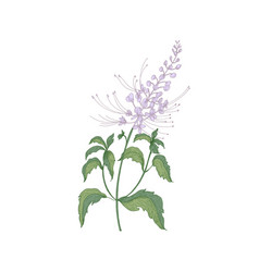 Gorgeous wood violet flowers isolated on white Vector Image