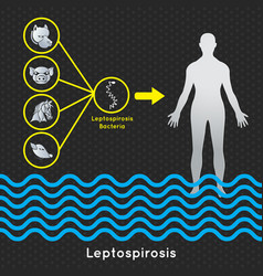Leptospirosis template leptospirosis medical Vector Image