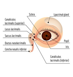 Humam eye infographic cartoon style Royalty Free Vector