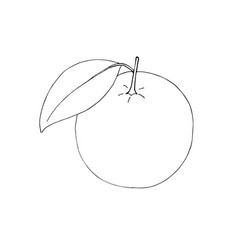 Hand drawn orange contour fruits isolated Vector Image