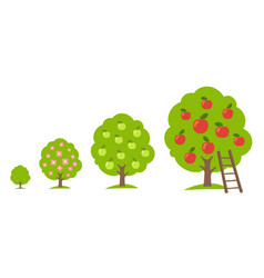 Apple tree Royalty Free Vector Image - VectorStock