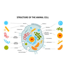 Animal cell anatomy Royalty Free Vector Image - VectorStock