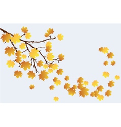 Maple fall Royalty Free Vector Image - VectorStock