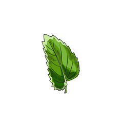 Flat cartoon sketch hand drawn mint leaves Vector Image