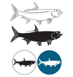 Fish tarpon Royalty Free Vector Image - VectorStock