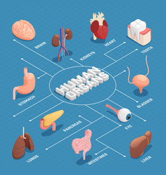 Human internal organs infographic poster Vector Image