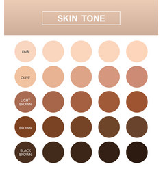 Skin tone infographic color table chart beauty Vector Image