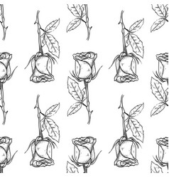 Roses seamless pattern hand drawn rose floral Vector Image