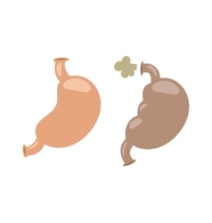 Digestive system and fecal bolus formation Vector Image