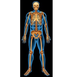 Human body systems Royalty Free Vector Image - VectorStock