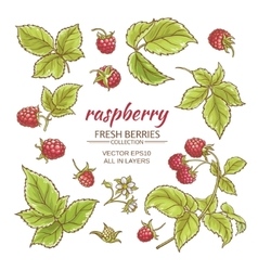 Raspberry set Royalty Free Vector Image - VectorStock