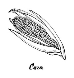 Calligraphy corn poster Royalty Free Vector Image