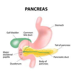 Pancreas Royalty Free Vector Image - VectorStock