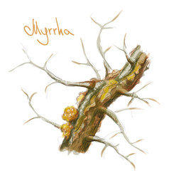 Commiphora myrrha tree with resin watercolor Vector Image