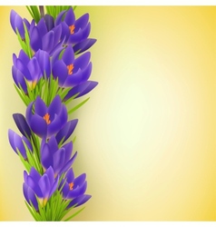 Spring card with crocus border Royalty Free Vector Image