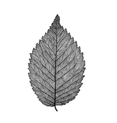 Skeletonized leaf on a black background Royalty Free Vector