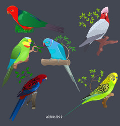 Cockatoos Royalty Free Vector Image - VectorStock