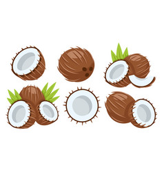 Coconut set Royalty Free Vector Image - VectorStock