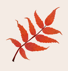 Hand drawn sumac element fall leaf Royalty Free Vector Image