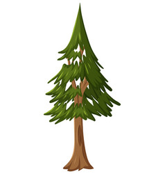 Isolated tree on white background Royalty Free Vector Image