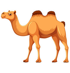 Walking camel isolated Royalty Free Vector Image