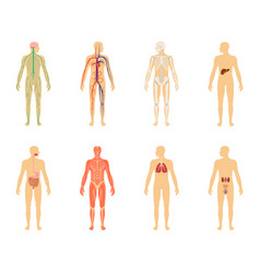 Human anatomy of man on white Royalty Free Vector Image
