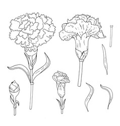 Carnation flower drawing Royalty Free Vector Image