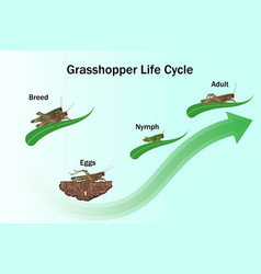 Grasshopper life cycle Royalty Free Vector Image