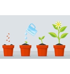 Bean plant growth stages infographic elements Vector Image