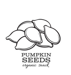 Pumpkin seeds Royalty Free Vector Image - VectorStock