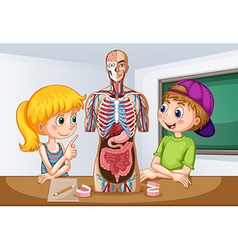 Students learning about human anatomy Royalty Free Vector