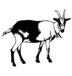 Brown goat side view isolated Royalty Free Vector Image